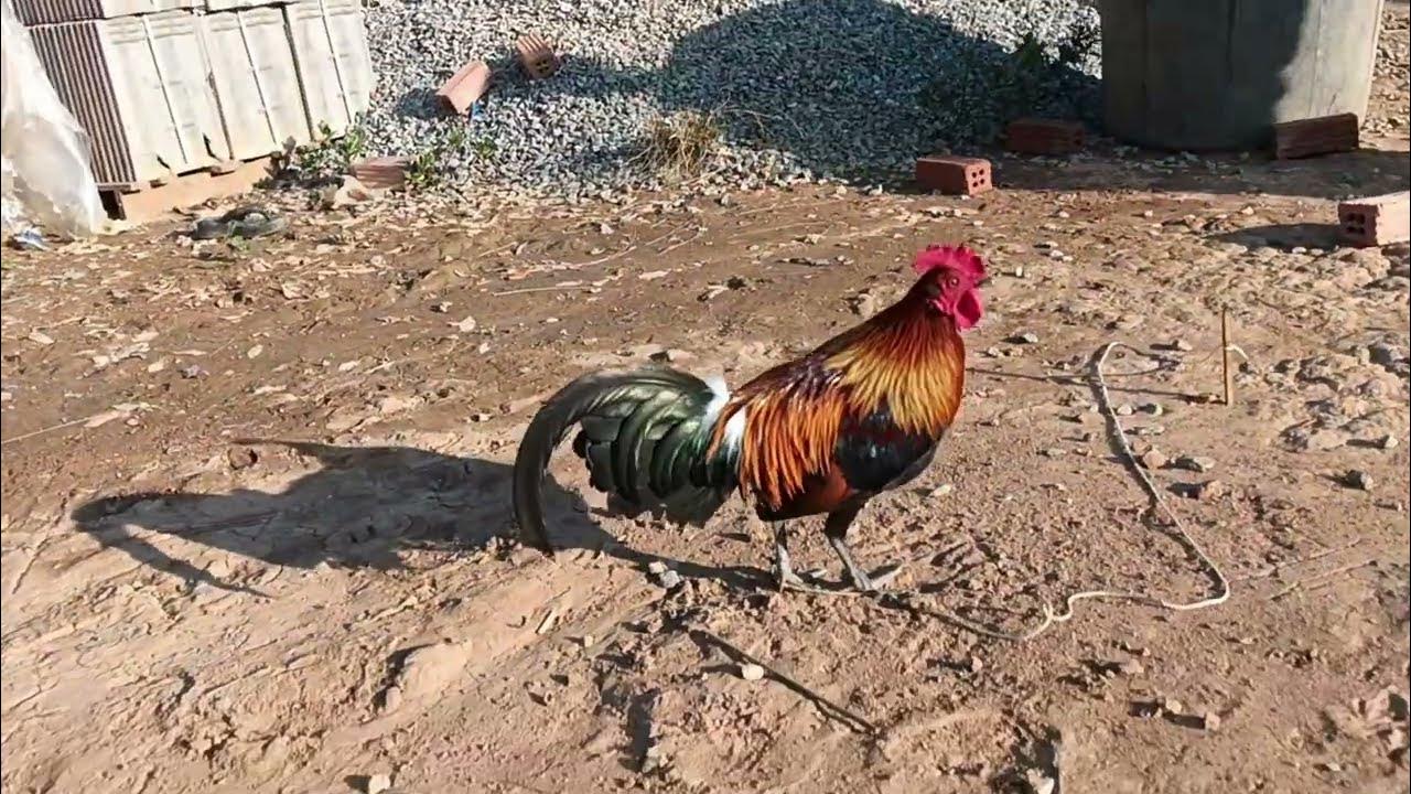 Tus Qaib Qua Zoo Faib Tus Kwv lawm Nawb 23/1/2025 - YouTube