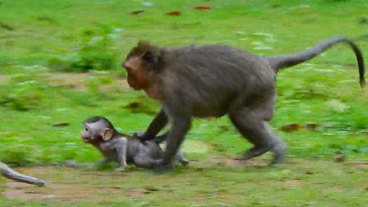 God Bless Jonna.. Jane Deep Trust On Fat Jinx Make Her Play Unnormal ...