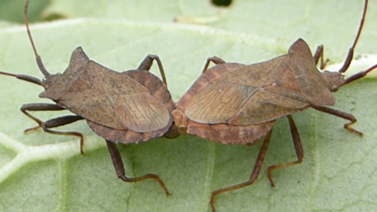 Dock Shield Bug - Coreus marginatus - Mating pair - Hvannatíta ...