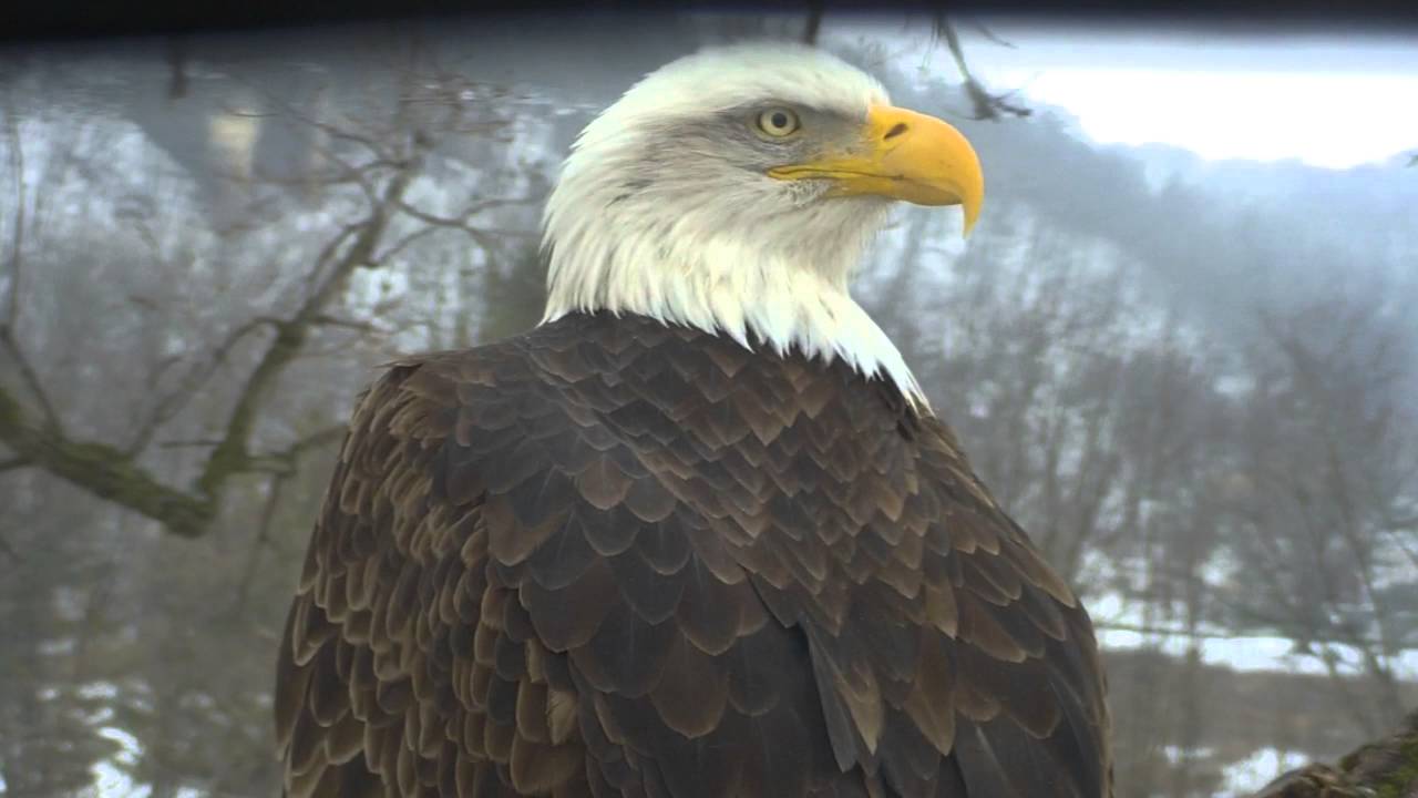 Decorah N2B 160107 1326 Mom prune foot macro perch zoom - YouTube