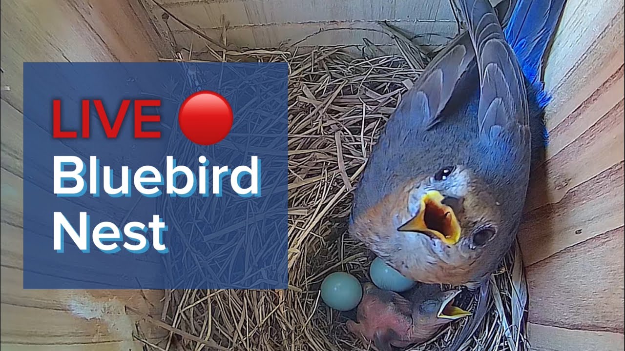 LIVE BLUEBIRD NEST CAM - Will Baby Bluebird Open Its Eyes Today? - YouTube