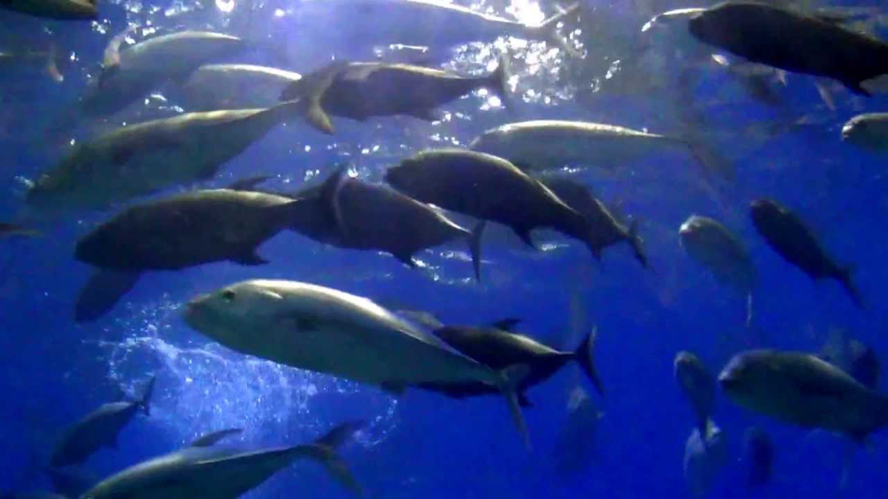 Fish in Manila Ocean Park - YouTube