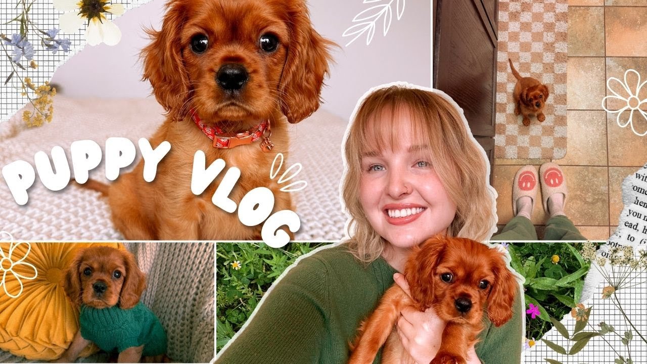 Come with me to pick up my new puppy! - YouTube