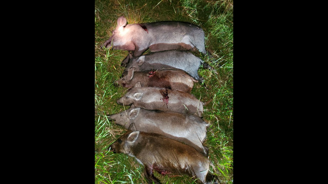 Polk Pasture Pork Popping - YouTube