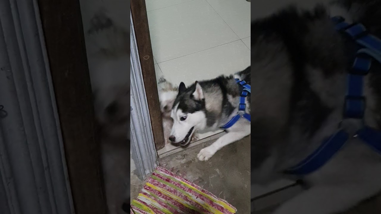 Husky vs shih tzu - YouTube