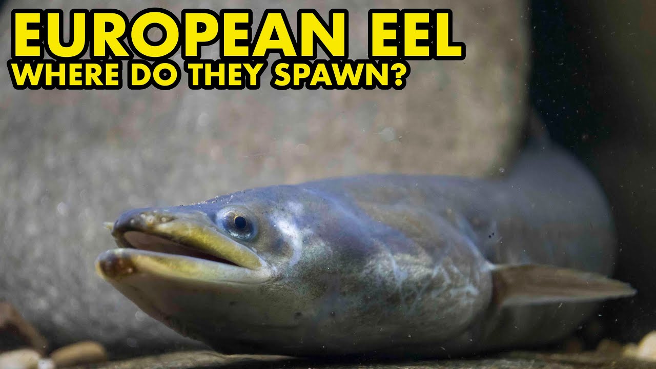 Where Do Eels Spawn? : FISH MYTHS UK - YouTube
