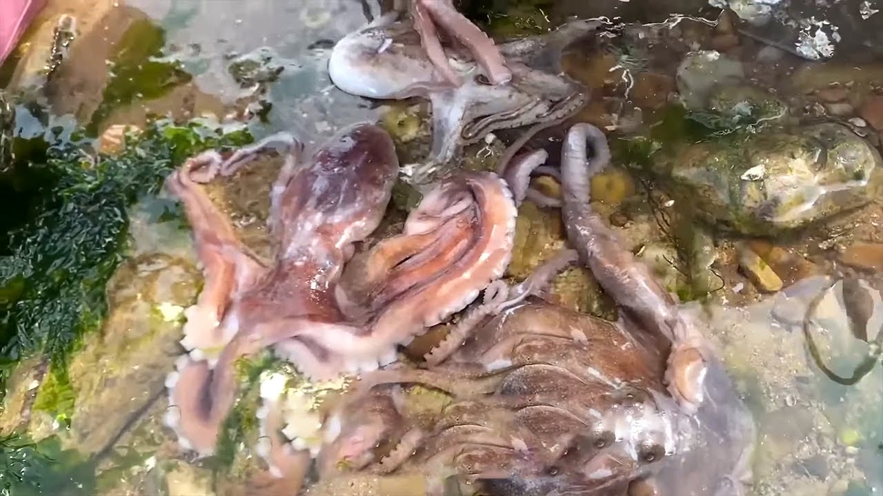 There was a dense nest of blood clams and manyoctopuses were caught An ...