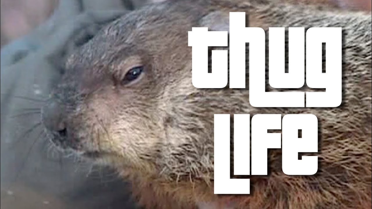 The FUNNIEST Biting Groundhog Thug Life Video 2015 - YouTube