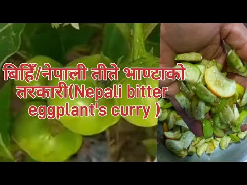 Tasty and healthy Nepali bitter eggplant's curry - YouTube