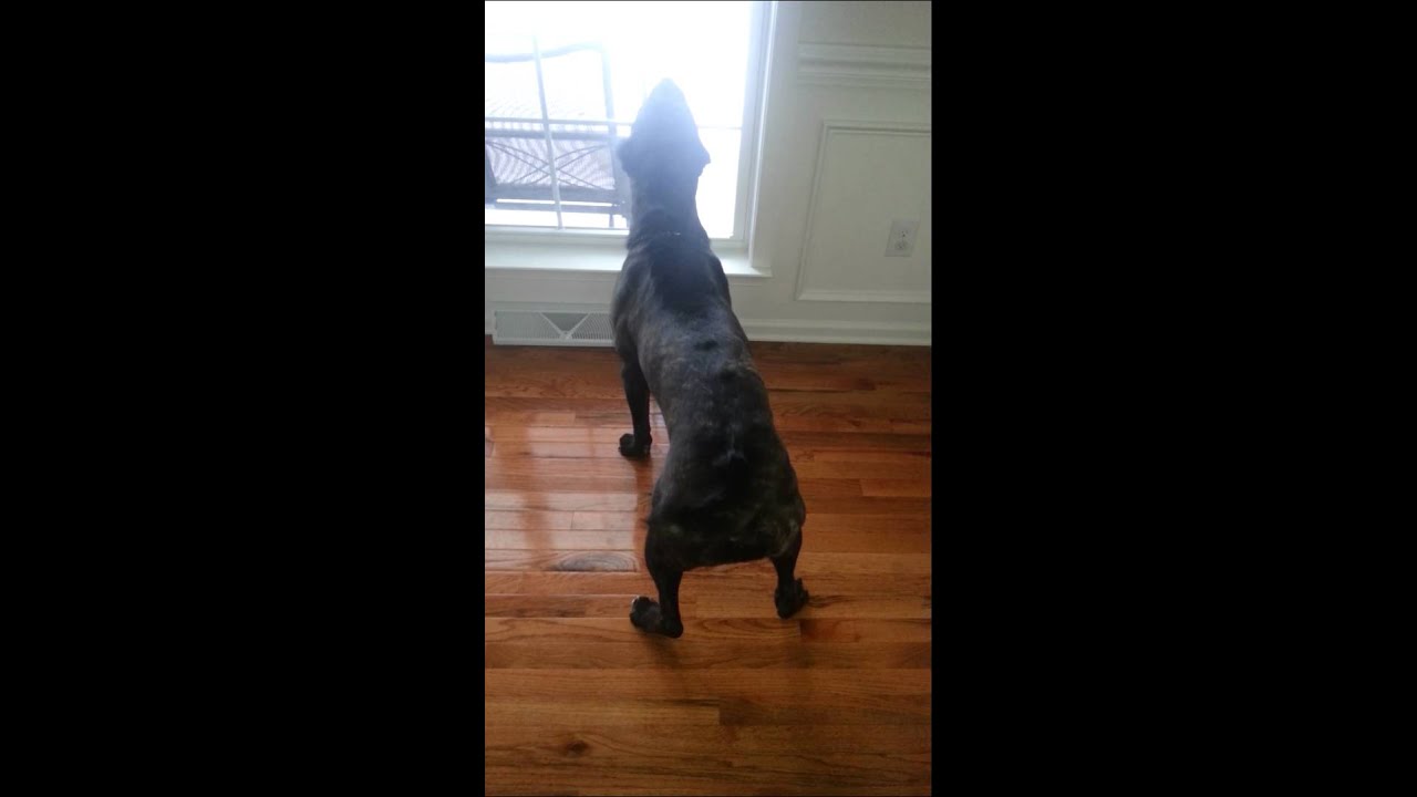 Cane Corso Barking - YouTube