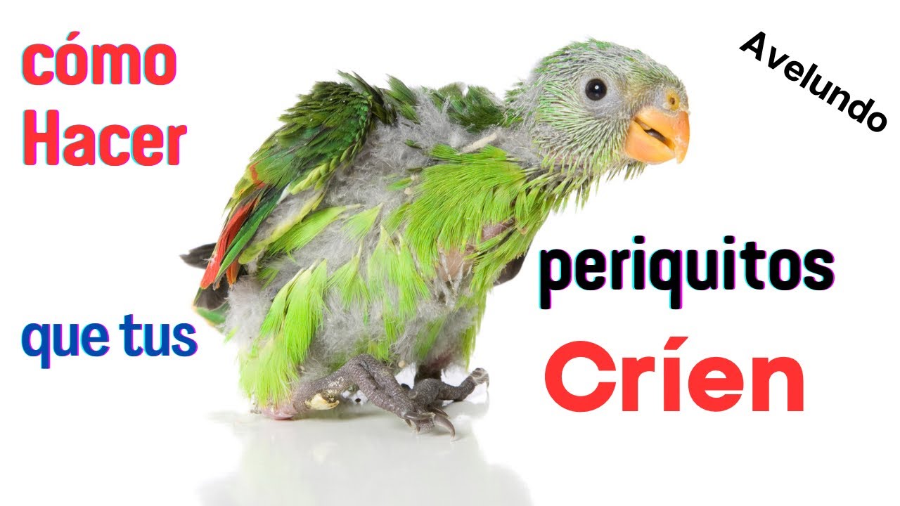 Cómo Hacer que mis periquitos se Reproduzcan | CRÍEN - YouTube