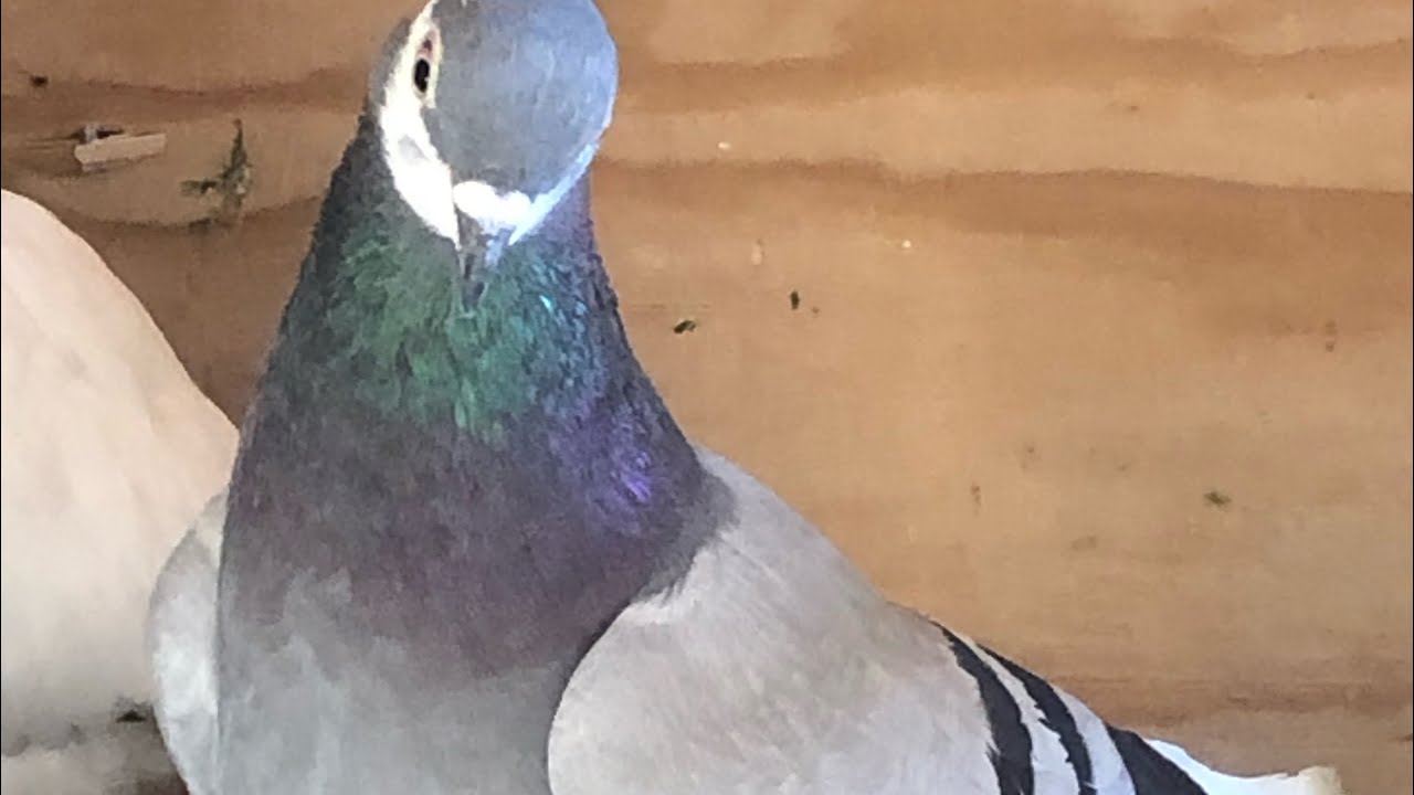 Tippler pigeons - YouTube