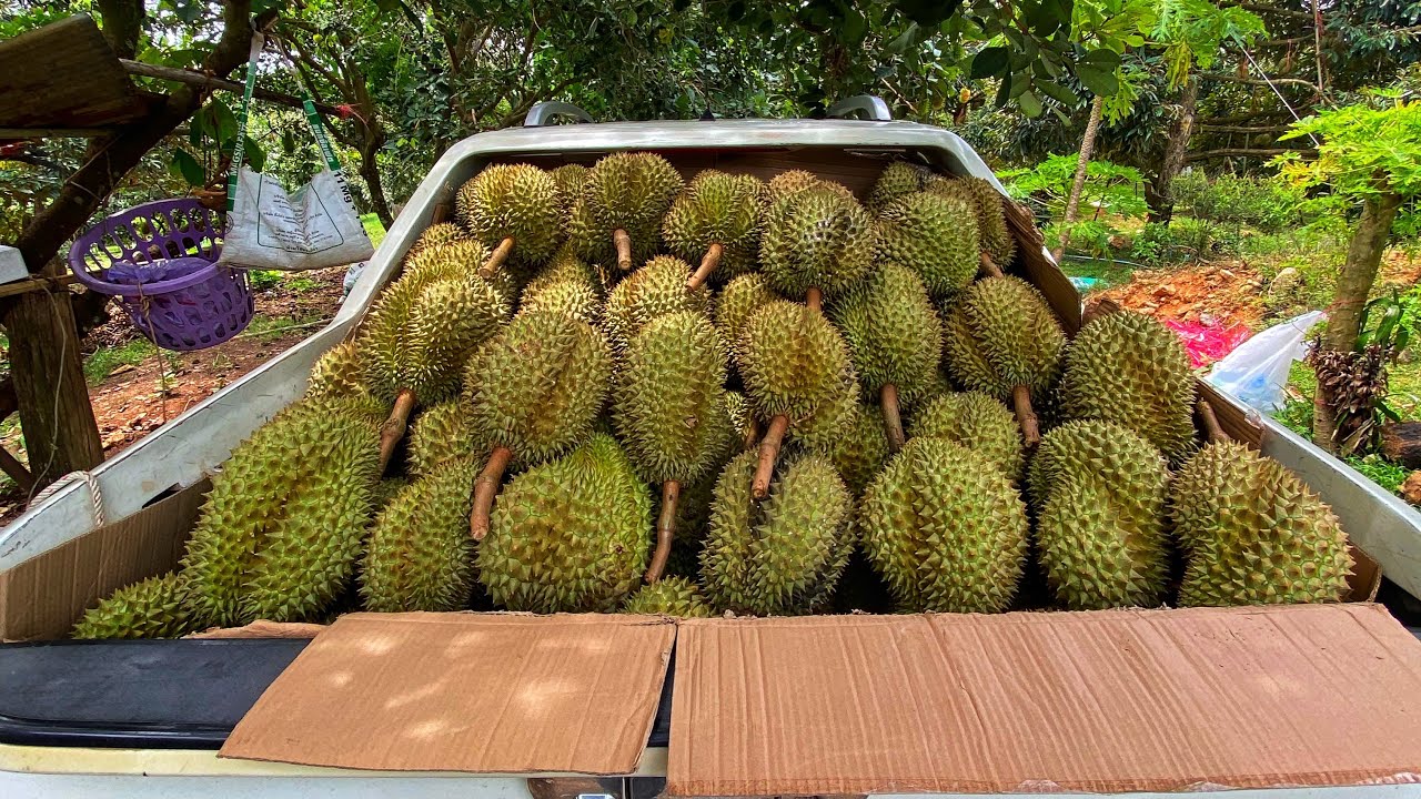 Harvesting 1,000 Giant Durian Ri6 – Selling the King of Fruits at ...
