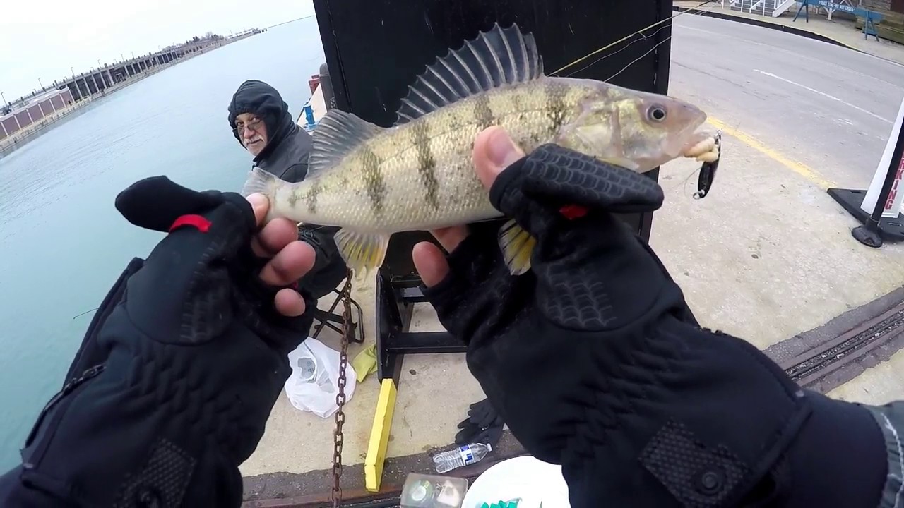 Lake Michigan Jumbo Perch - YouTube