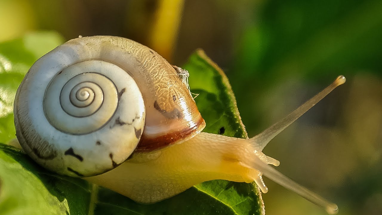 Snails||The animal with soft, tube-shaped body, a muscular foot & small ...