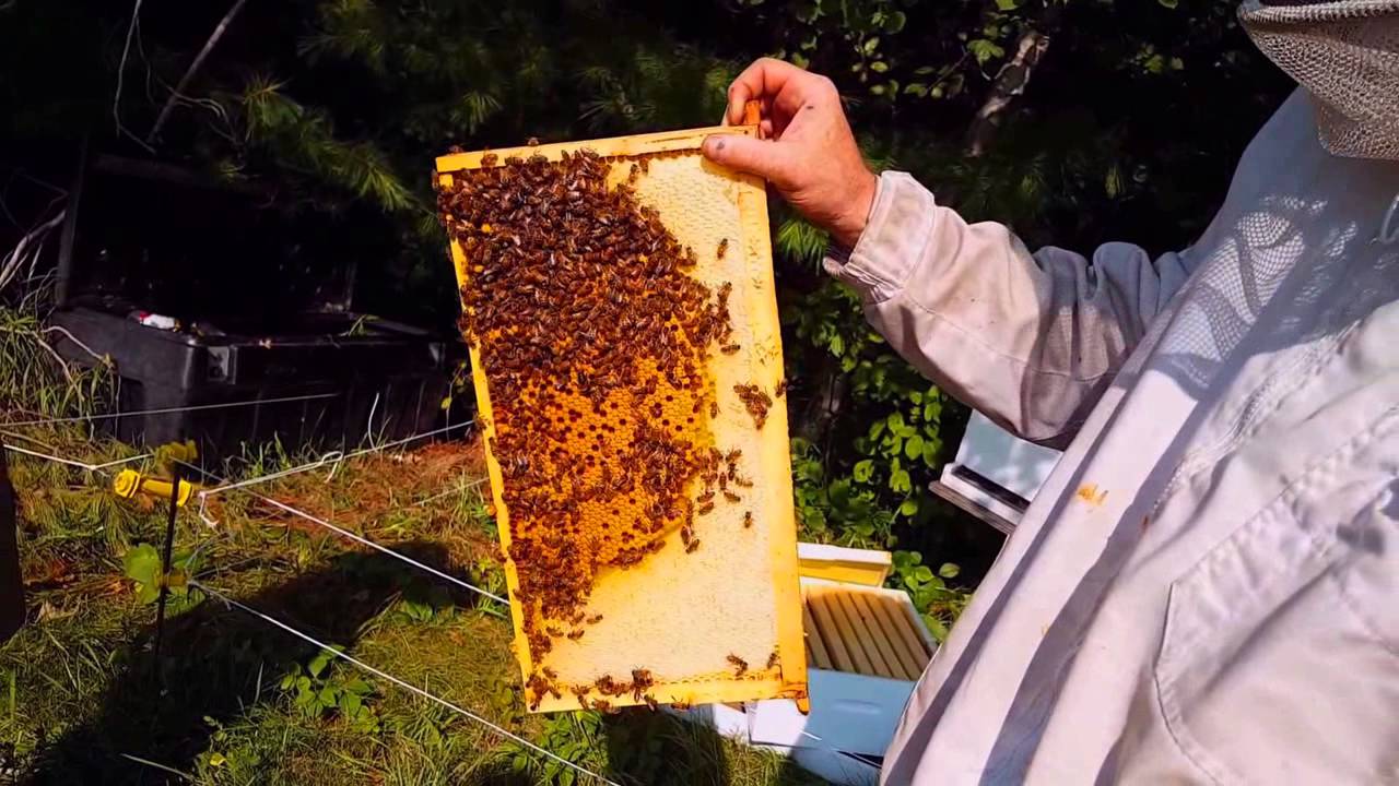 Canaan Maine Apiary - YouTube