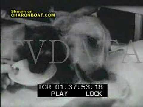 two headed dogs - YouTube