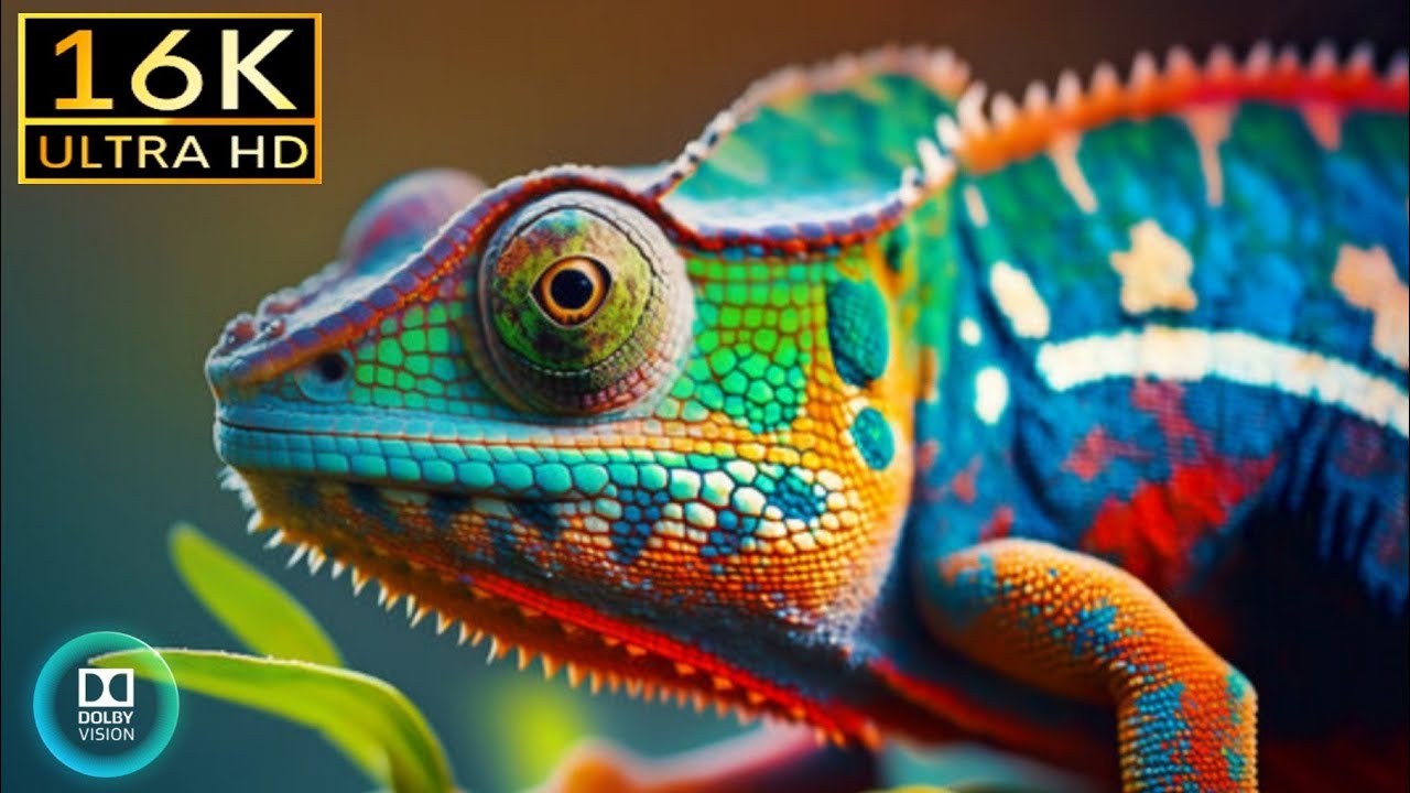 16k Video Ultra HD Dolby Vision. Some Animal collection Full HDR video ...