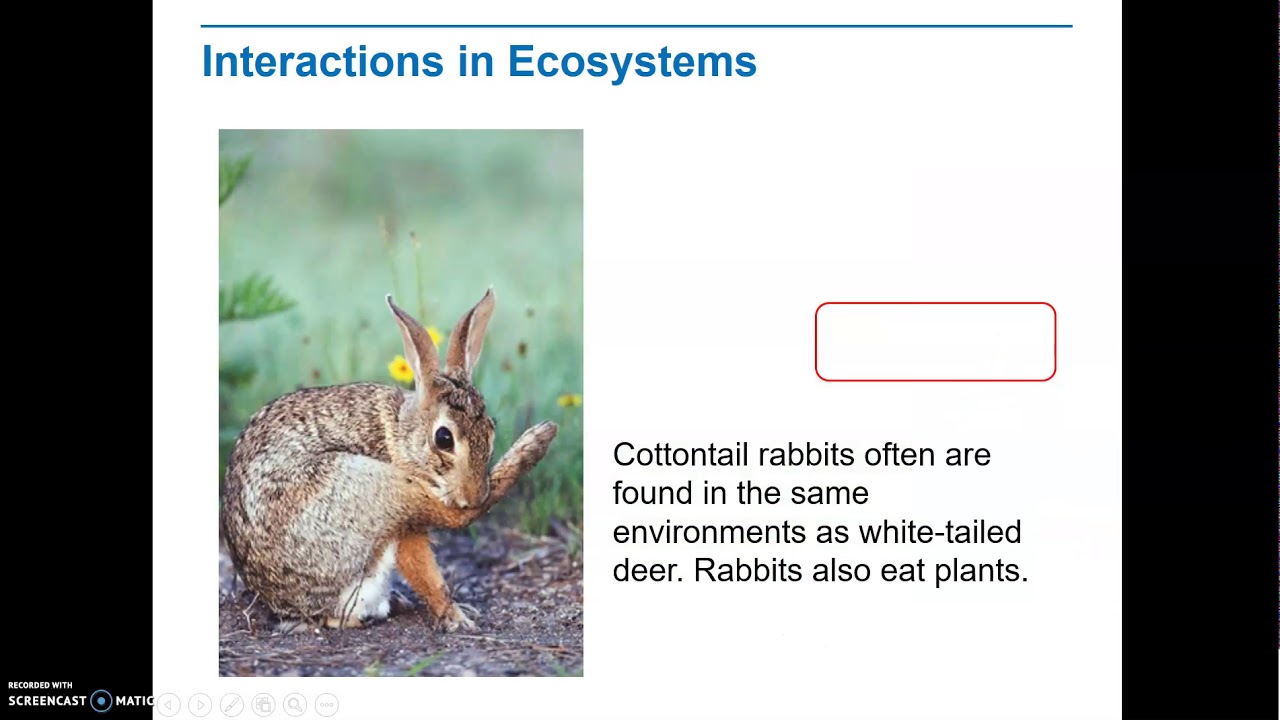How Do Organisms Interact in an Ecosystem? - YouTube