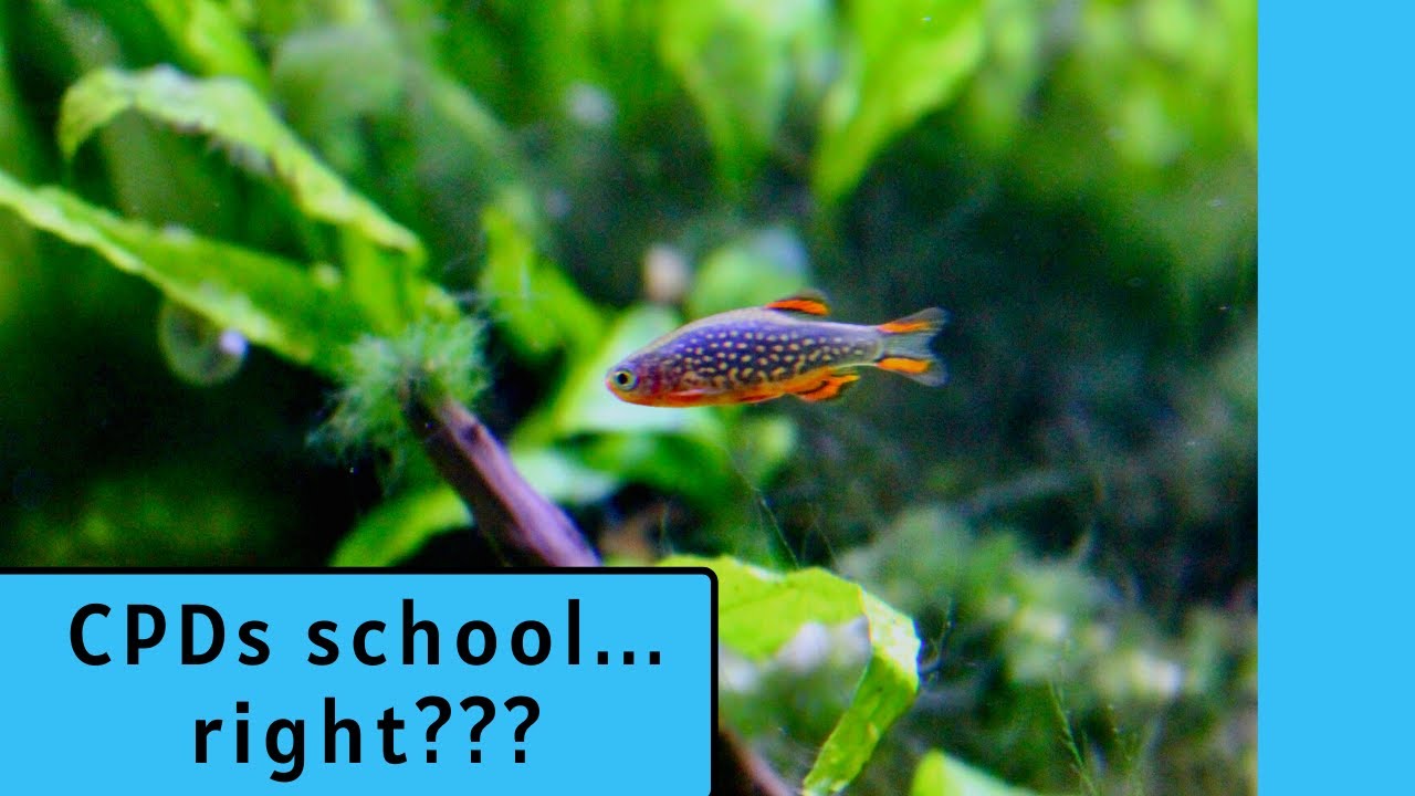 Celestial Pearl Danio School