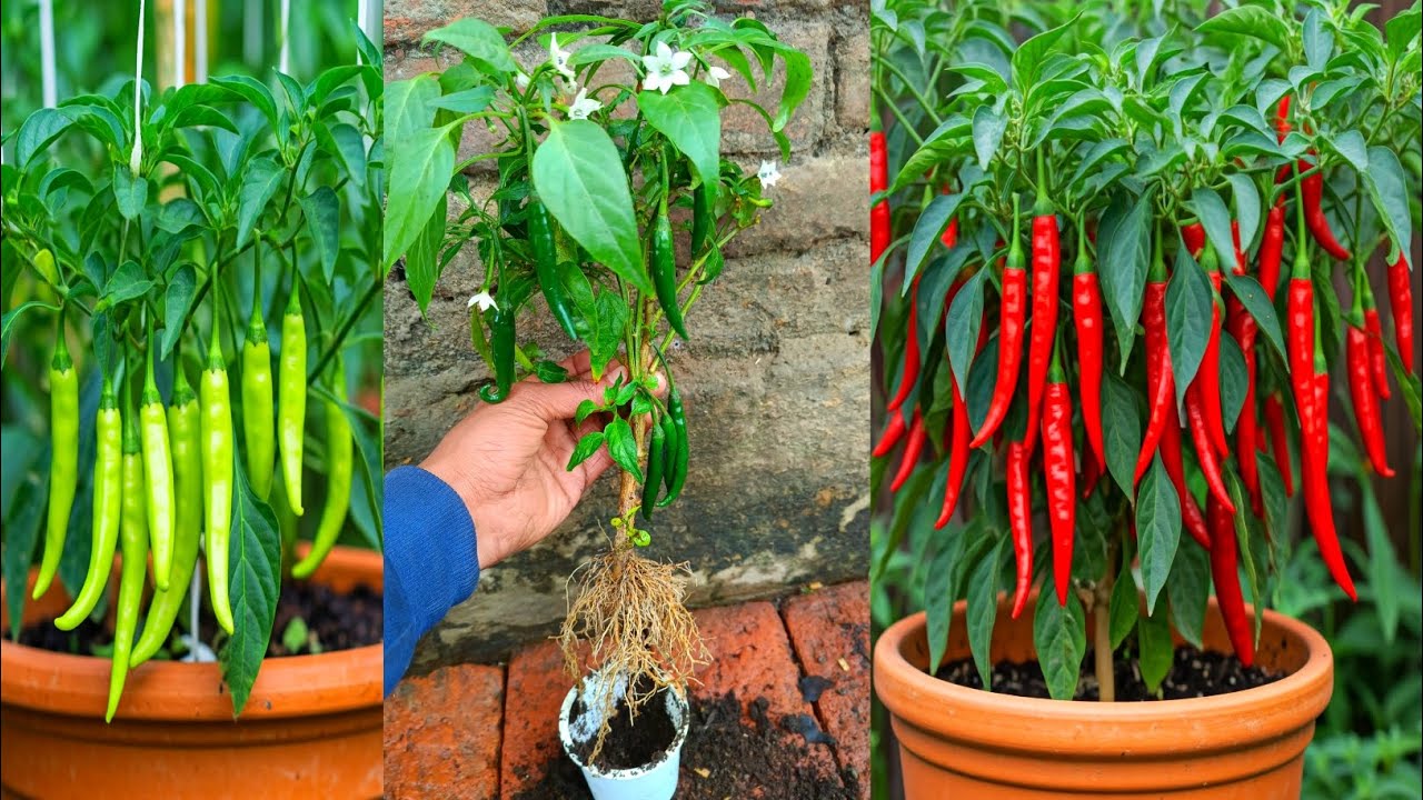 How to grow Red chilli from seed - YouTube