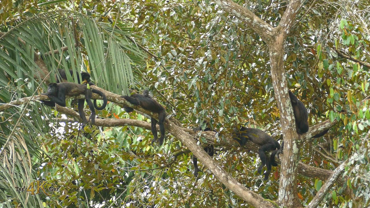 The Mantled Howler Monkey is the loudest animal of the rainforest - YouTube