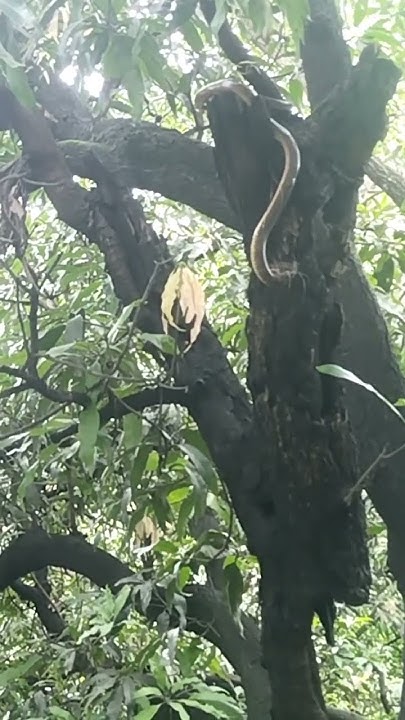 snak in climb tree - YouTube