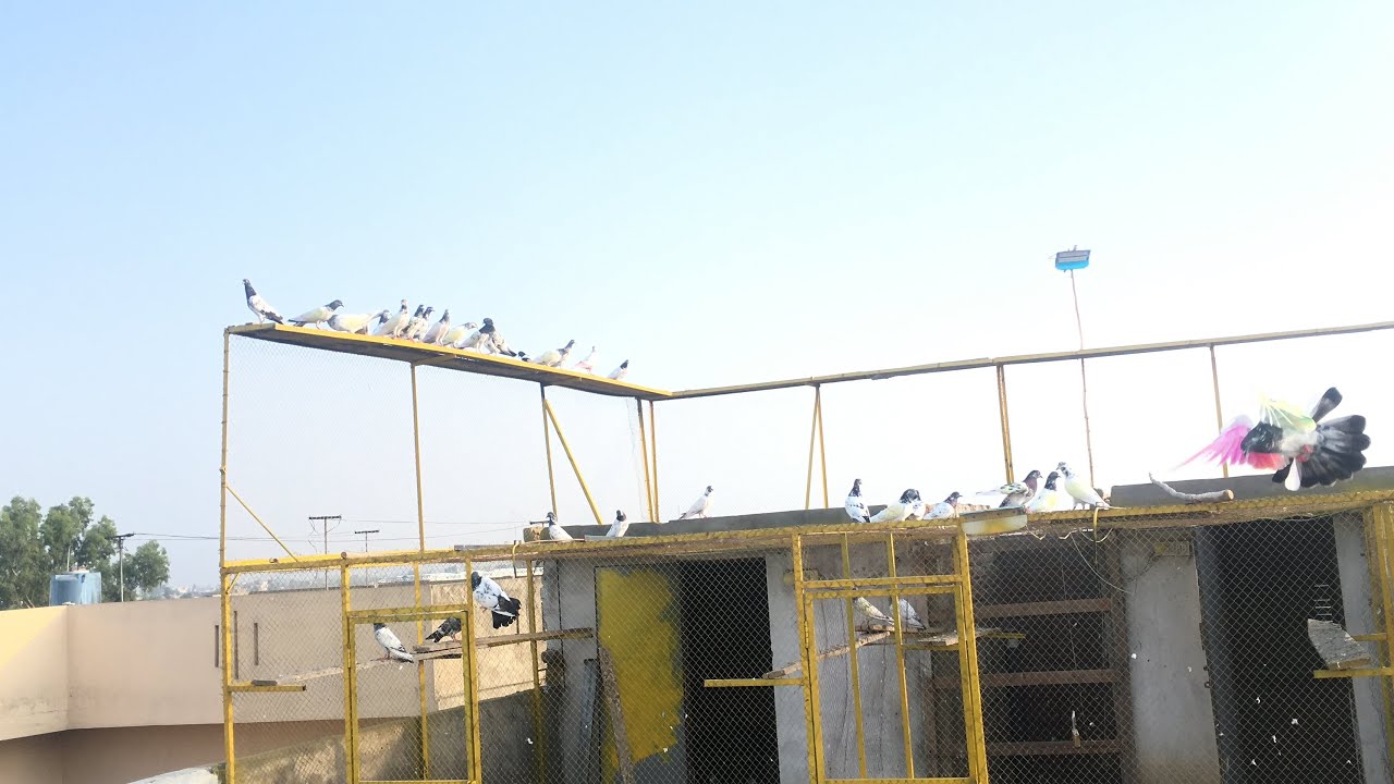 Flying time my all high flyer pigeons Pakistani high flying pigeons in ...