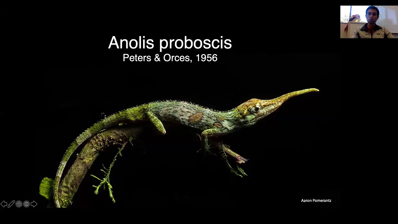 Herp of the Week: the Ecuadorian horned anole / Pinocchio lizard ...