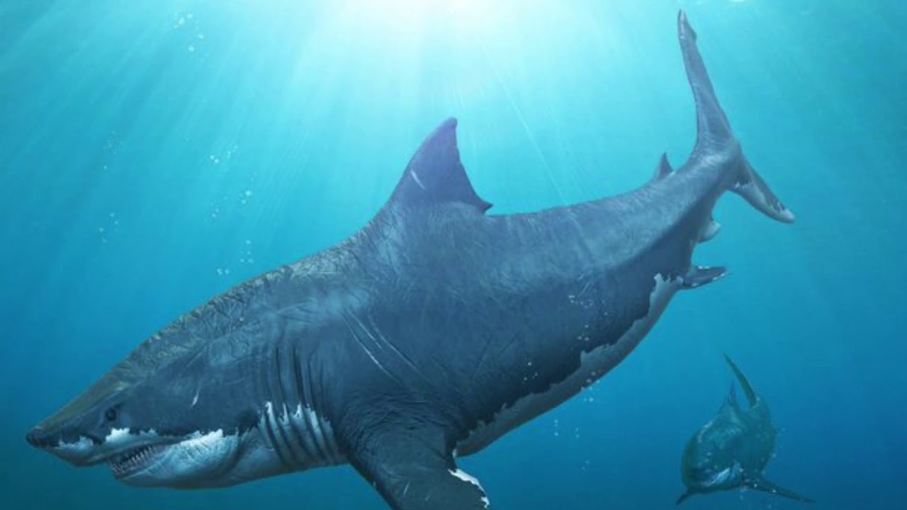 True Facts About The Megalodon 5 YouTube true-facts-about-the-megalodon-5-youtube