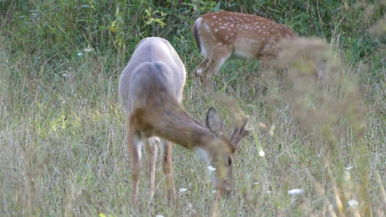 2020 WHITETAIL DEER - 4 Point Buck - YouTube