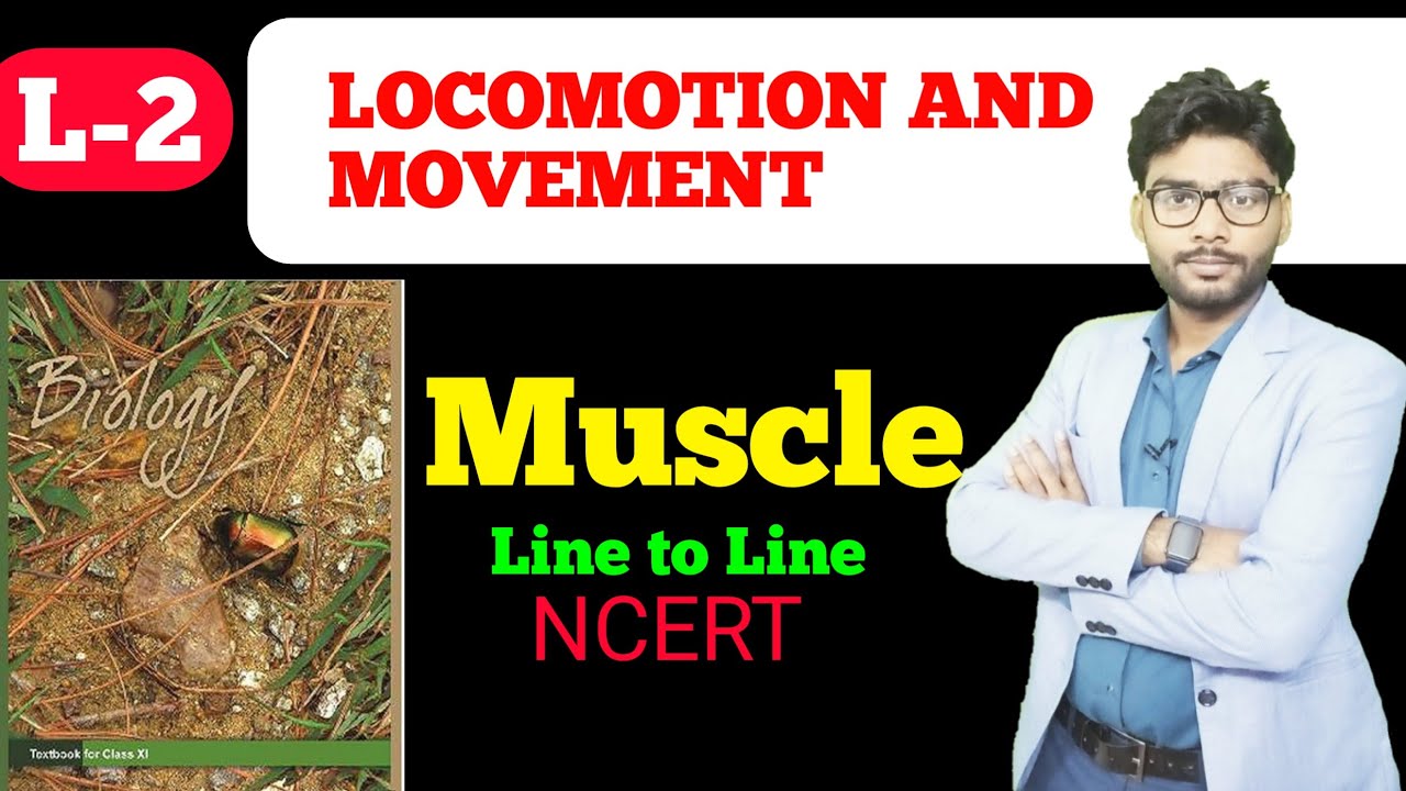 Muscle | locomotion and movement class 11 locomotion and movement class ...