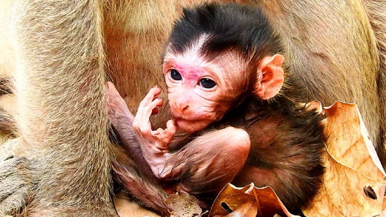 Congratulation!! Leyla Just Deliver Her First Baby Monkey! Newborn Baby ...