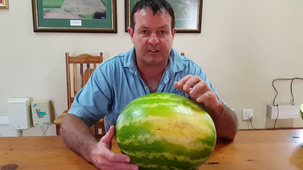 Should you knock on a watermelon to check if ripe? - YouTube