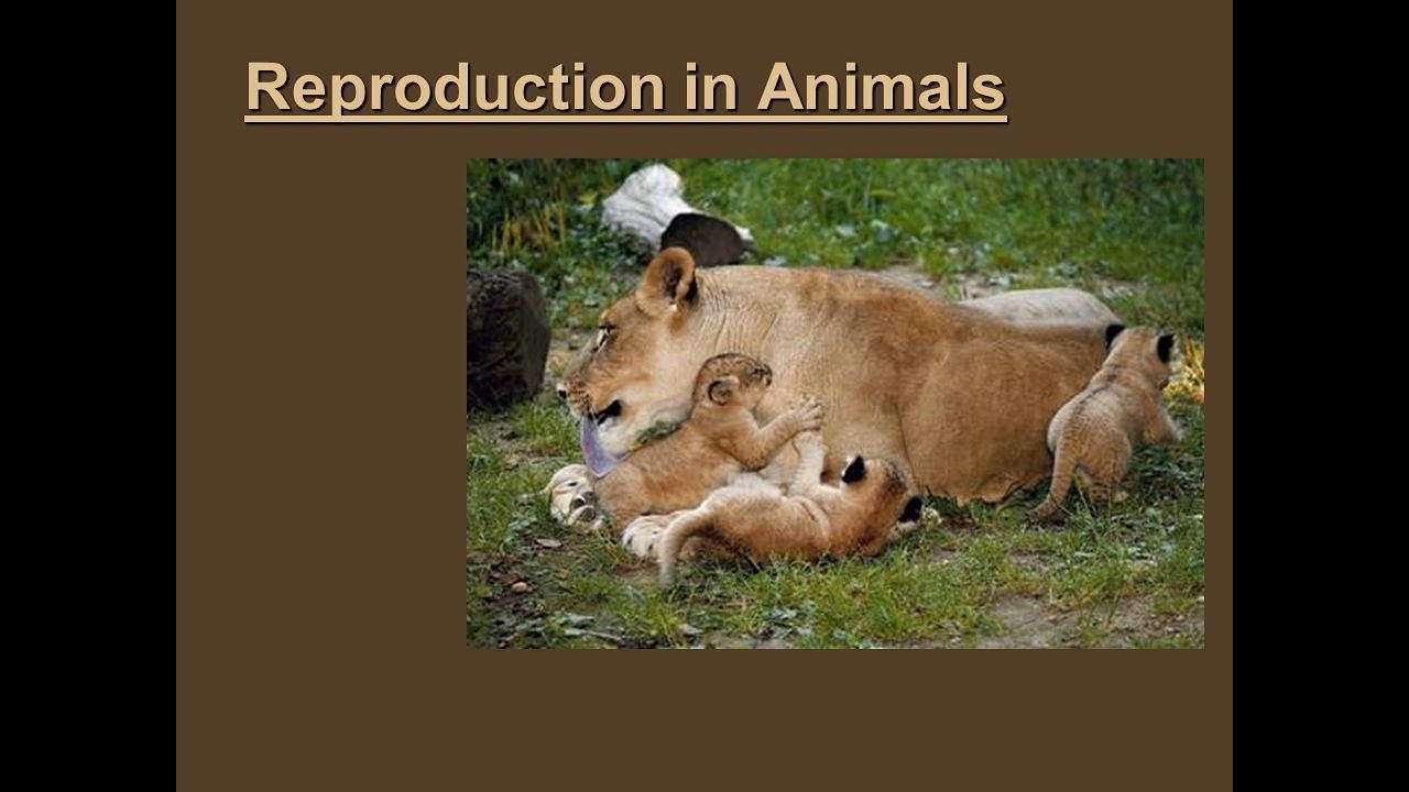 Class 4| Reproduction in Animals| Part 3 - YouTube