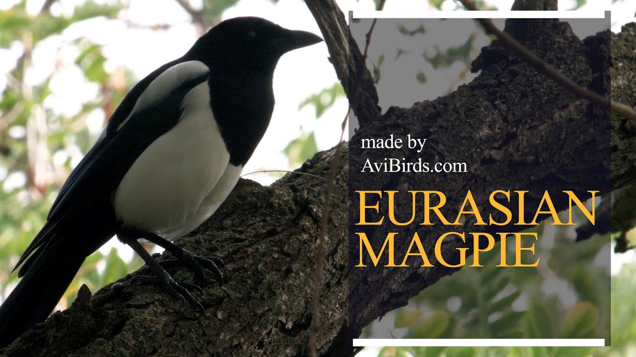 Magpie Characteristics