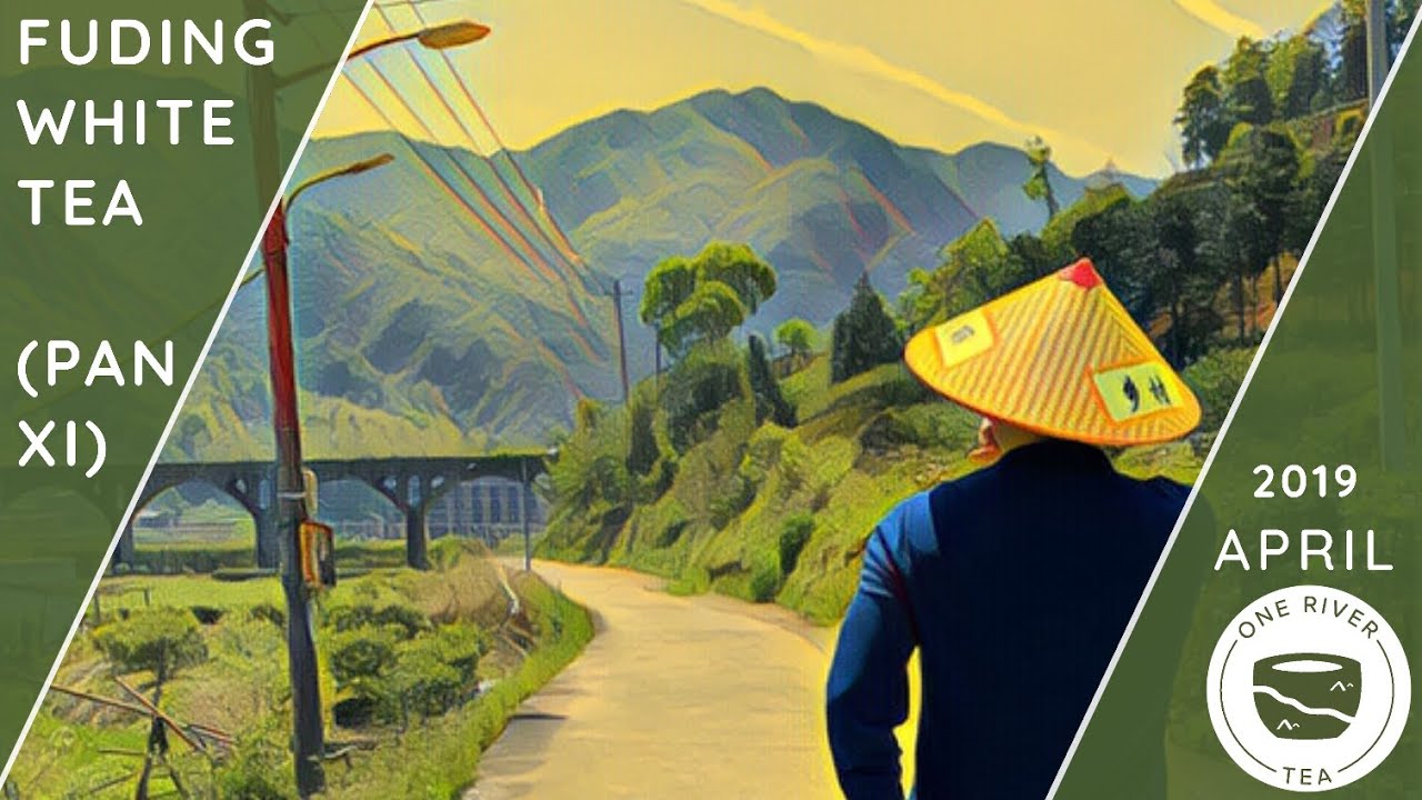 FUDING WHITE TEA - Travel to Mountainous Costal China to Discover the ...