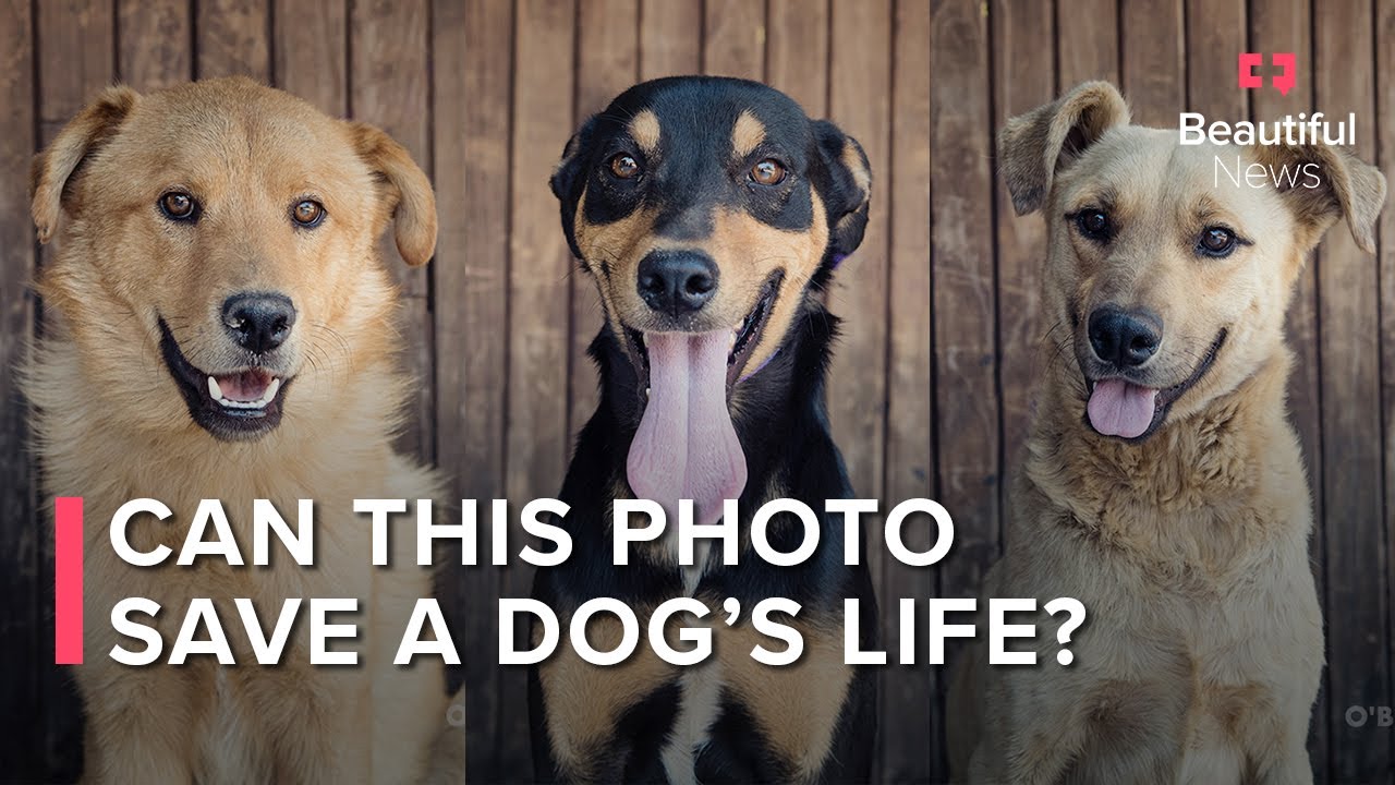 Life-Saving Images Help Shelter Dogs Find Forever Homes - YouTube