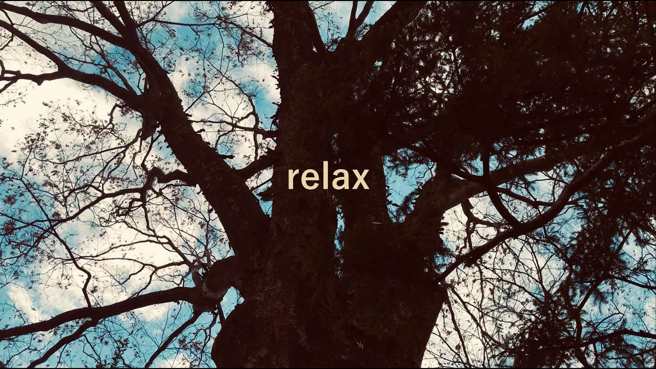 【8 hours relax】tree music / f5 - YouTube