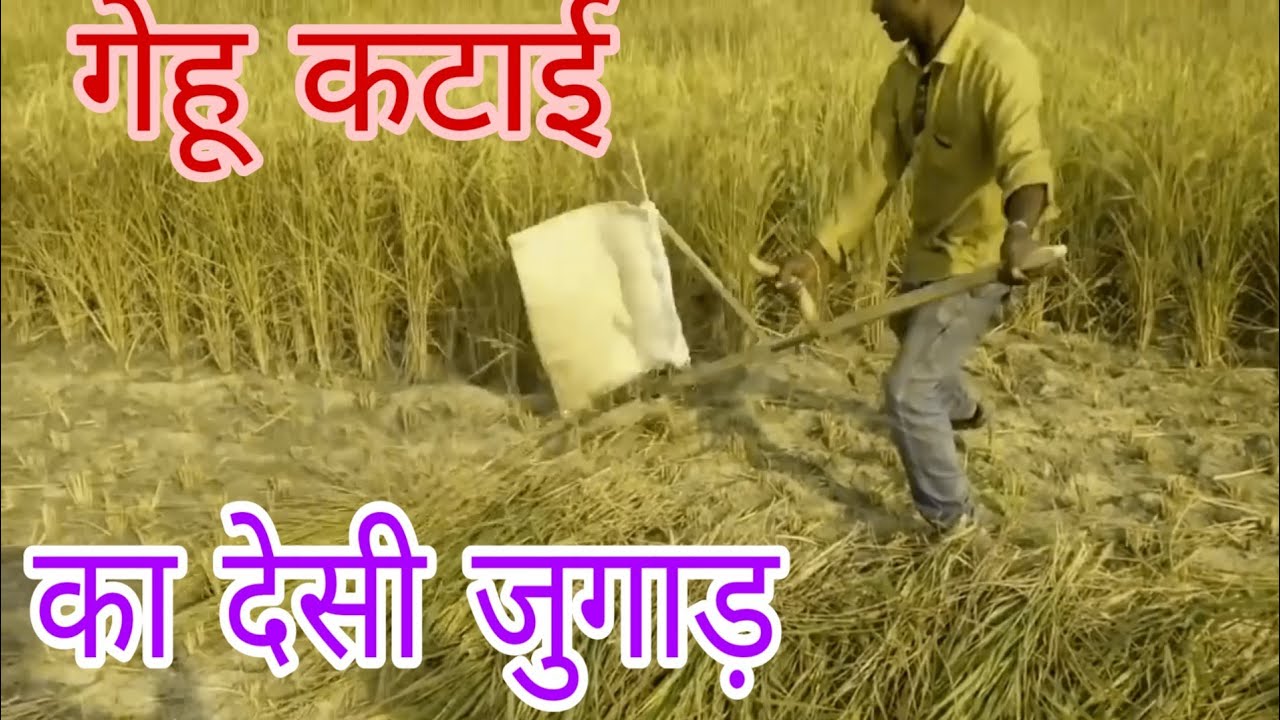 धान और गेहू काटने का देसी जुगाड़|hand dhan cutting machine|hand gahu ...