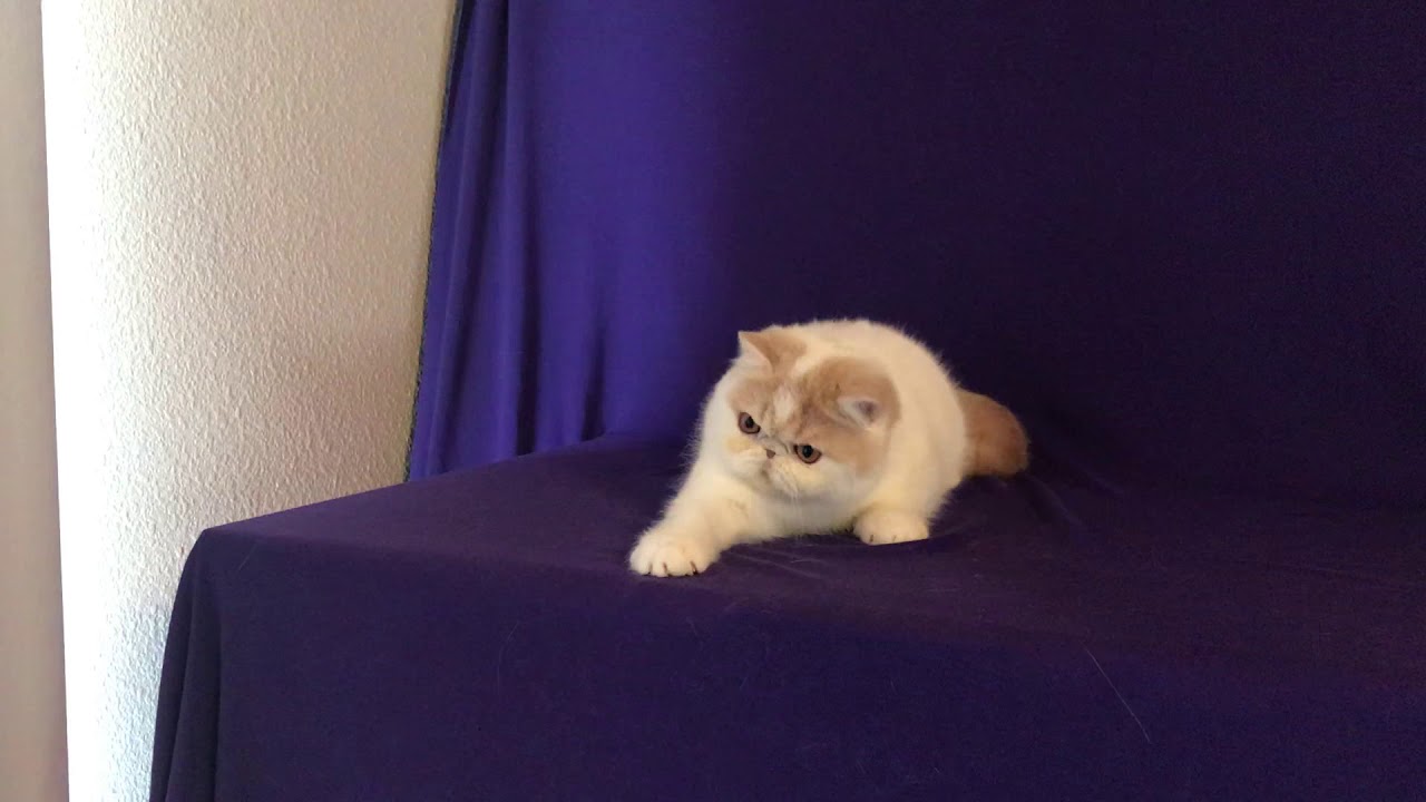 Cream-white Exotic Male Kitten - YouTube