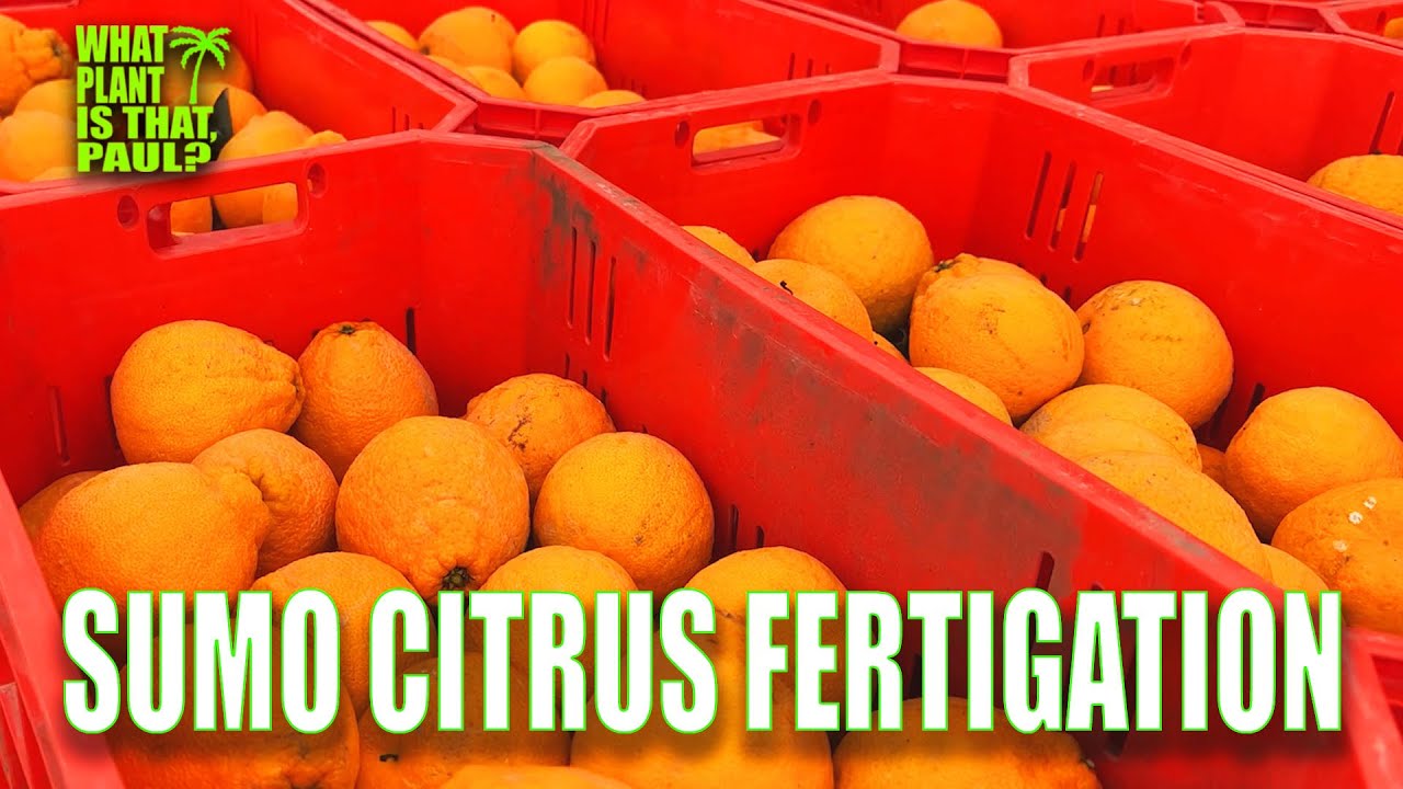 SUMO CITRUS FARMER EXPLAINS FERTIGATION - YouTube