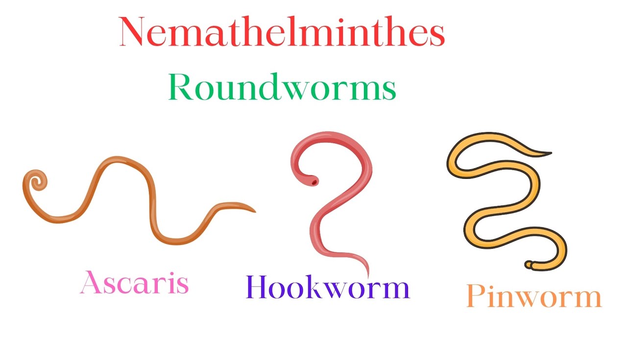 Roundworms, hookworms, pinworms | Nemathelminthes | #nematodes #science ...