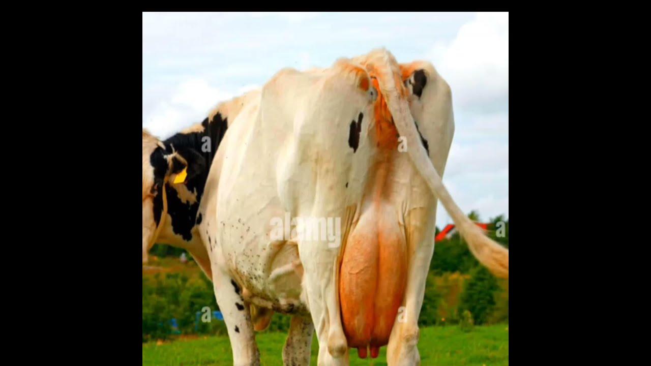 COW BUM IN FF🐄🐮😂😂funny status#shorts #viral - YouTube