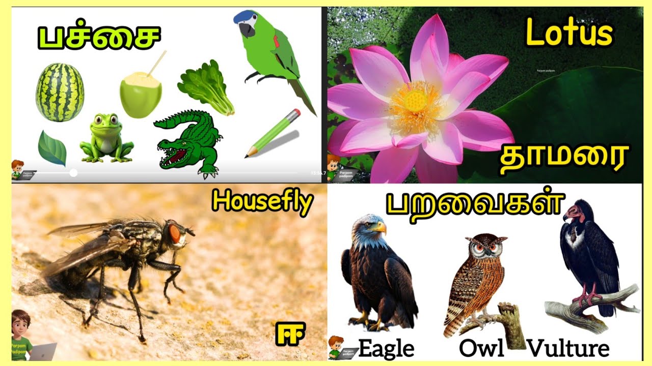 Pookal poochigal paravaigal / vannangal nirangal colours #parpompadipom ...