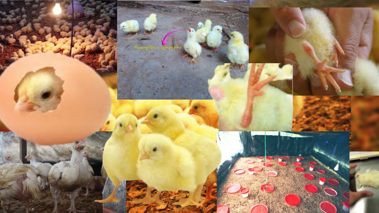 How to identify QUALITY Day Old Chicks for brooding to avoid mortality ...