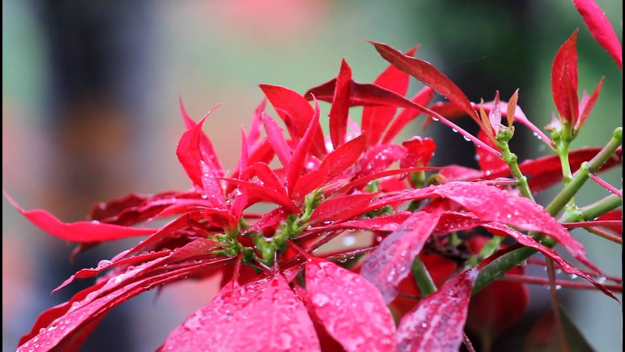 Flower in the rain | Canon 7D test | 70-200 f4 L - YouTube