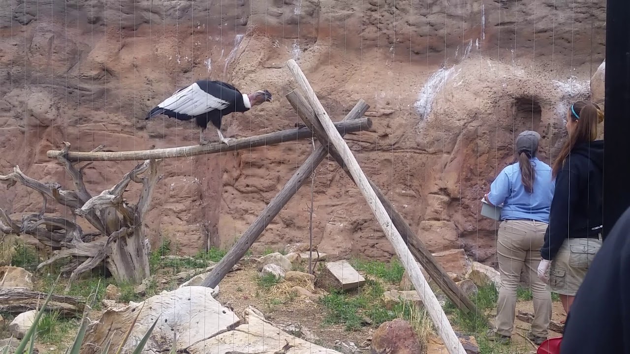 Feeding Condors Albuquerque Zoo - YouTube