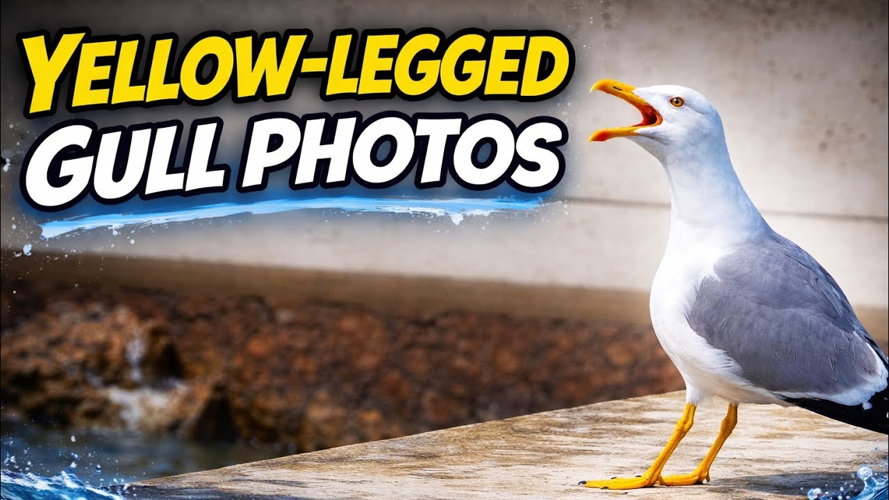 Yellow-Legged Gull | Birdwatching Photos - YouTube