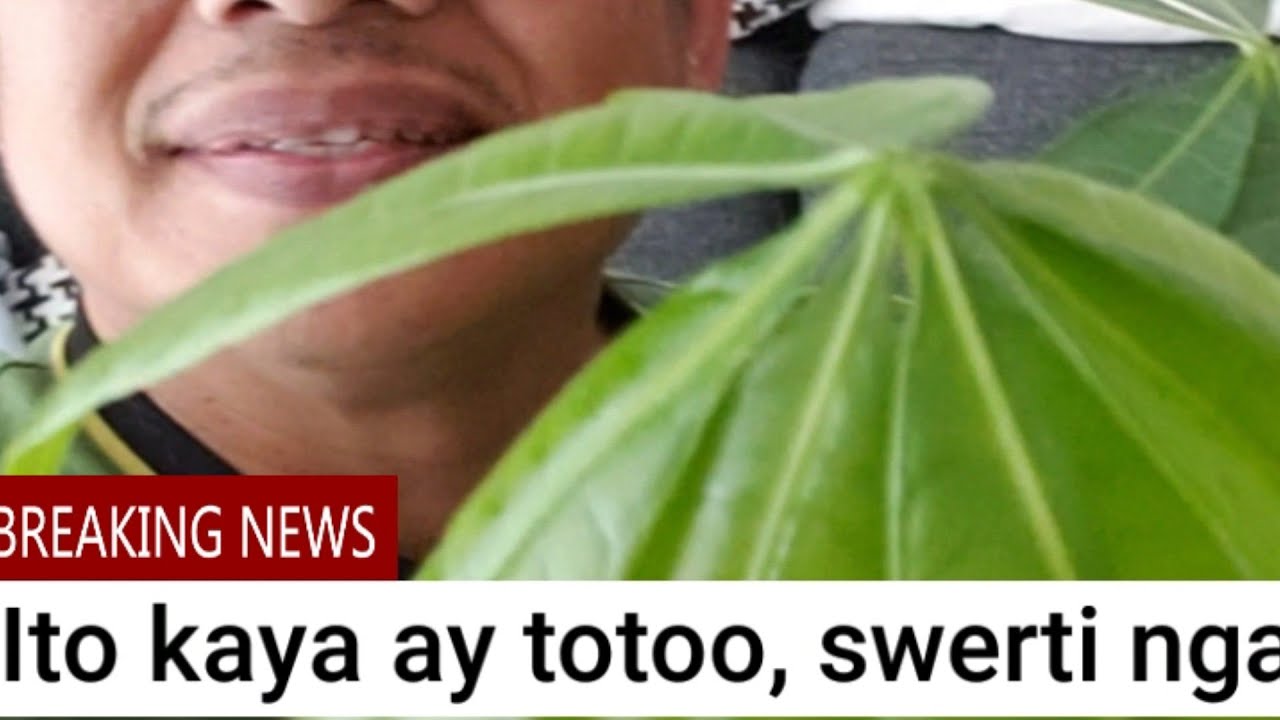 Totoo ba meron swerti kapag nagkaroon ng 7 leaves ang money tree 🌳 ...